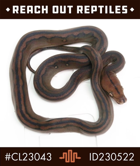 Sd Golden Child Tiger 100% Het Anery Reticulated Python by Reach Out ...