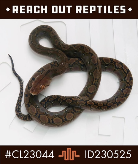 Sd Wild Type Reticulated Python by Reach Out Reptiles LLC
