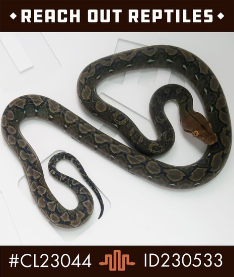 Sd Wild Type Reticulated Python by Reach Out Reptiles LLC