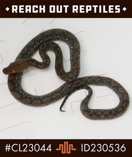 Sd Wild Type Reticulated Python by Reach Out Reptiles LLC
