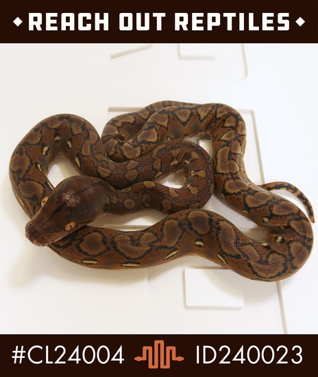 Sd Wild Type 100% Titanium Reticulated Python by Reach Out Reptiles LLC