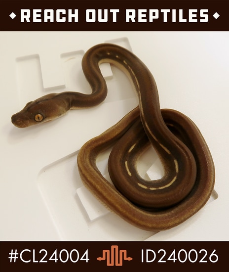 Sd Titanium Reticulated Python by Reach Out Reptiles LLC