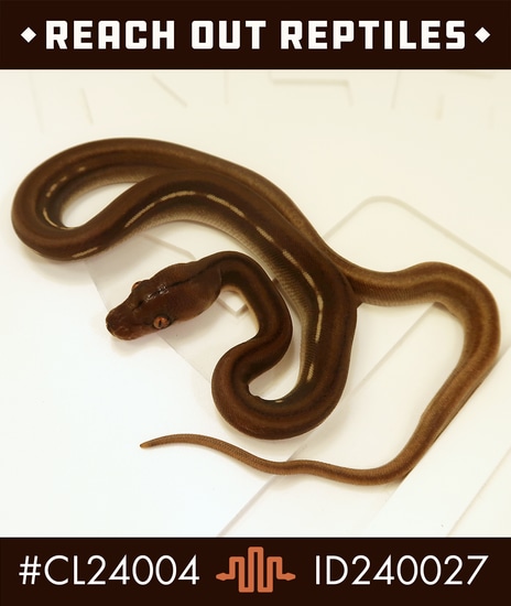 Sd Titanium Reticulated Python by Reach Out Reptiles LLC