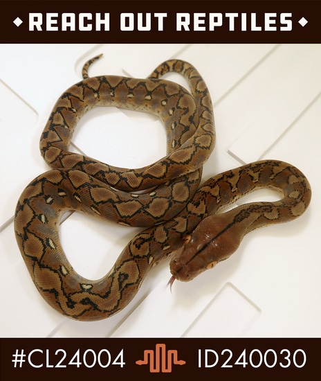 Sd Wild Type 100% Titanium Reticulated Python by Reach Out Reptiles LLC