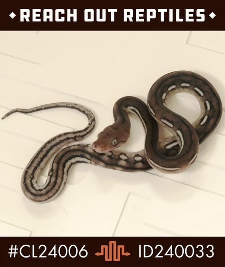 Sd Anery Tiger Reticulated Python by Reach Out Reptiles LLC