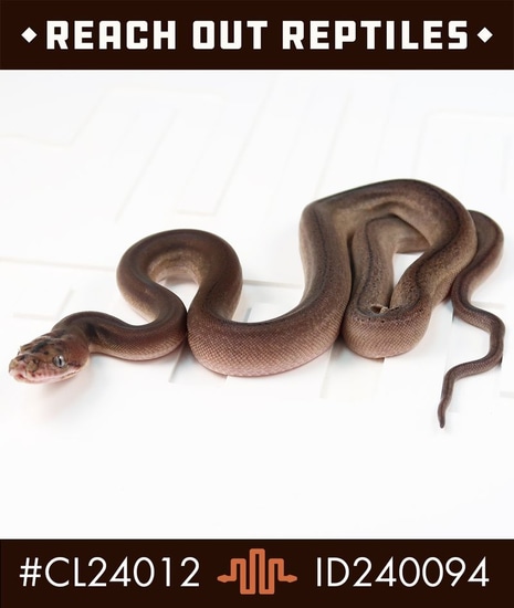 Sd Platinum Motley Gc Tiger 100% Het Anery Reticulated Python by Reach ...