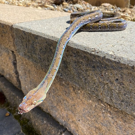 Super Dwarf Anery Reticulated Python by Reach Out Reptiles LLC