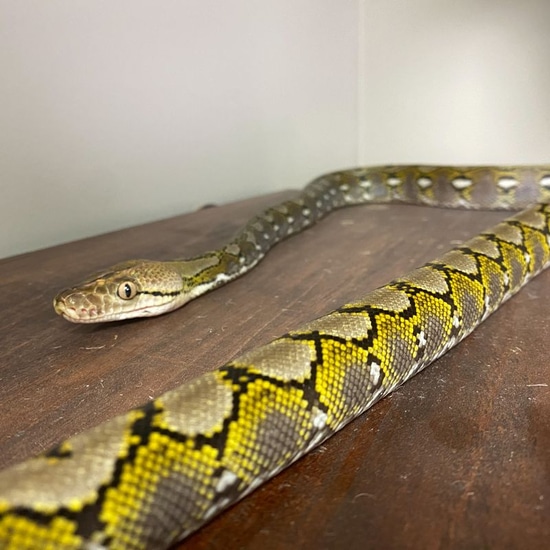 SD HOGS Reticulated Python by Reach Out Reptiles LLC