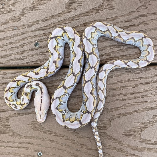 D Orange Glow Snow Reticulated Python by Reach Out Reptiles LLC