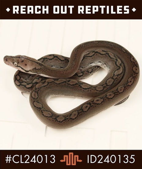 D Anery Motley 100% Het Purple Reticulated Python by Reach Out Reptiles LLC