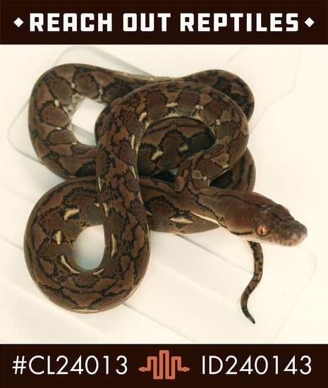 D Wild Type 100% Het Anery 100% Het Purple Reticulated Python by Reach ...