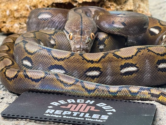 Sd Citron 100% Het Titanium Reticulated Python by Reach Out Reptiles LLC
