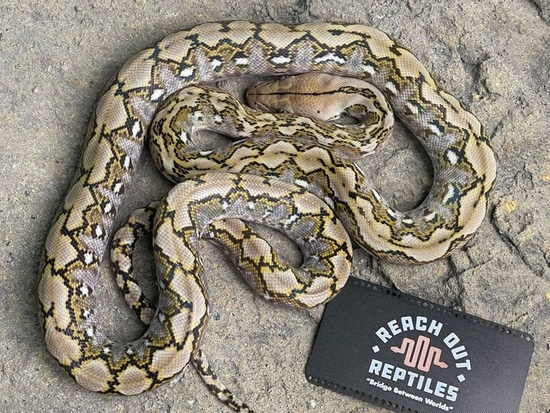 Sd Pure Kalatoa Reticulated Python by Reach Out Reptiles LLC