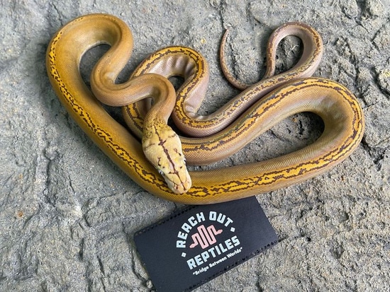 D Golden Child Orange Glow 66% Het Anery Reticulated Python by Reach ...
