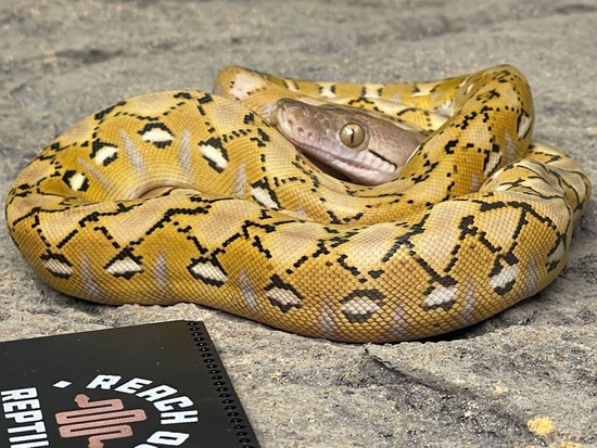 Sd Platinum 100% Titanium Reticulated Python by Reach Out Reptiles LLC