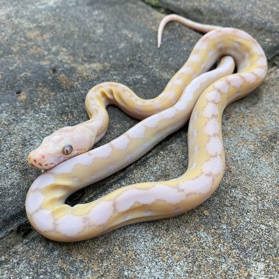 Sd Lavender Platinum Snow Reticulated Python by Reach Out Reptiles LLC