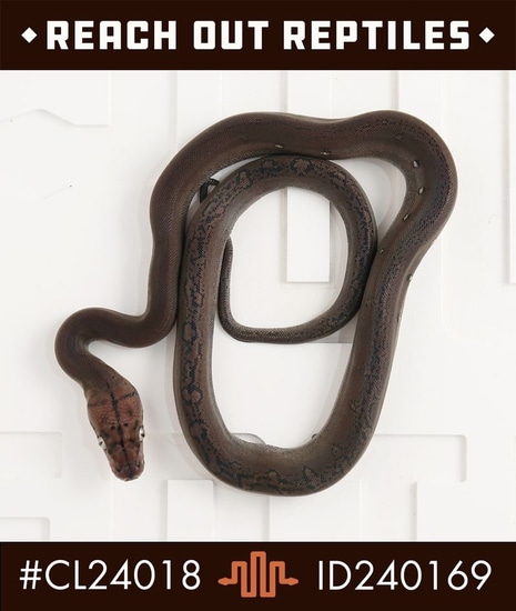 Sd Anery Golden Child Het Albino Reticulated Python by Reach Out ...