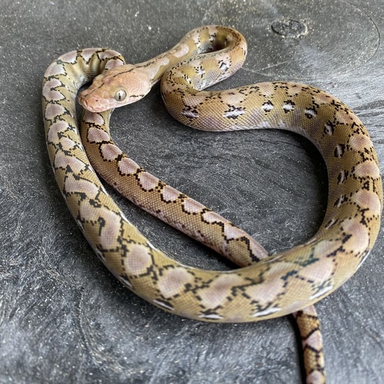 Sd Platinum Anery Het Albino Reticulated Python by Reach Out Reptiles LLC