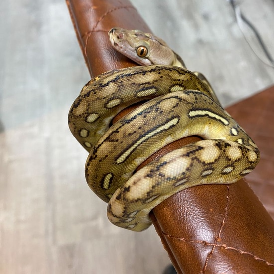 Sd Phantom Tiger Het Albino Het Anery Reticulated Python by Reach Out ...