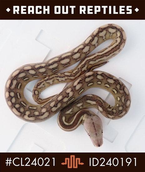 Sd Phantom Tiger Het Albino Het Anery Reticulated Python by Reach Out ...