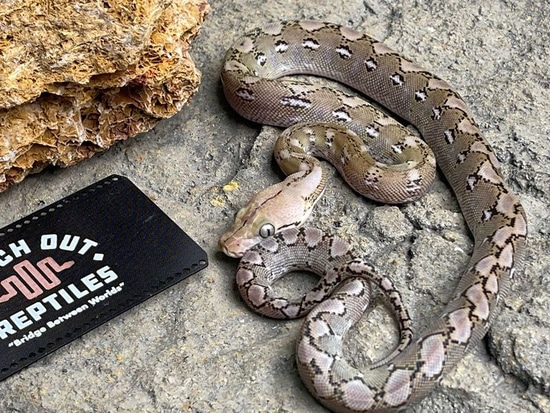 Sd Platinum Anery Het Albino Reticulated Python by Reach Out Reptiles LLC