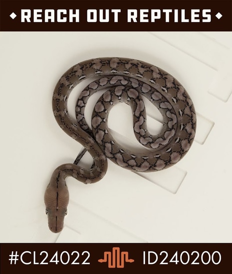Sd Platinum Anery Het Albino Reticulated Python by Reach Out Reptiles LLC
