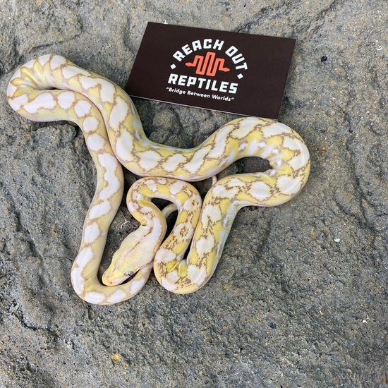 Sd Purple Snow Reticulated Python by Reach Out Reptiles LLC