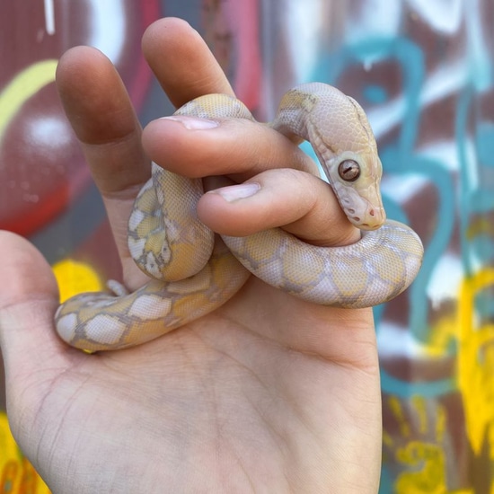Sd Lavender Snow Reticulated Python by Reach Out Reptiles LLC