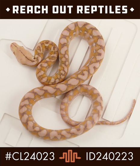 D Purple Snow Reticulated Python by Reach Out Reptiles LLC