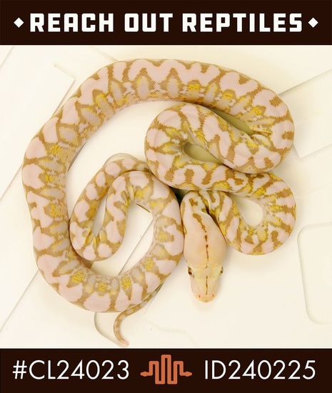 D Purple Snow Reticulated Python by Reach Out Reptiles LLC