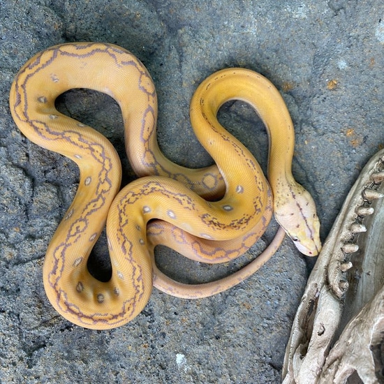 D Purple Golden Child Het Anery Reticulated Python by Reach Out ...