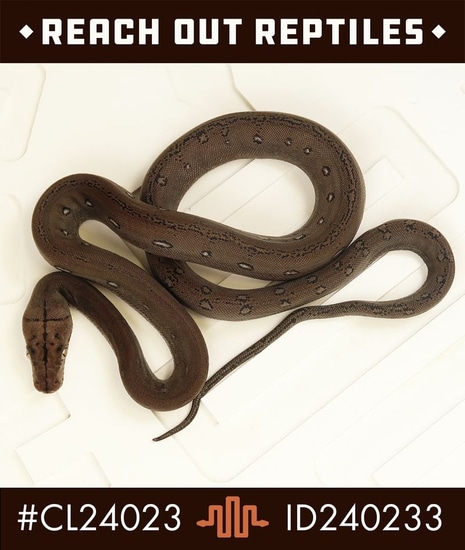 D Anery Golden Child Het Purple Reticulated Python by Reach Out ...