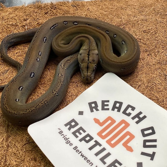 D Anery Golden Child Het Purple Reticulated Python by Reach Out ...