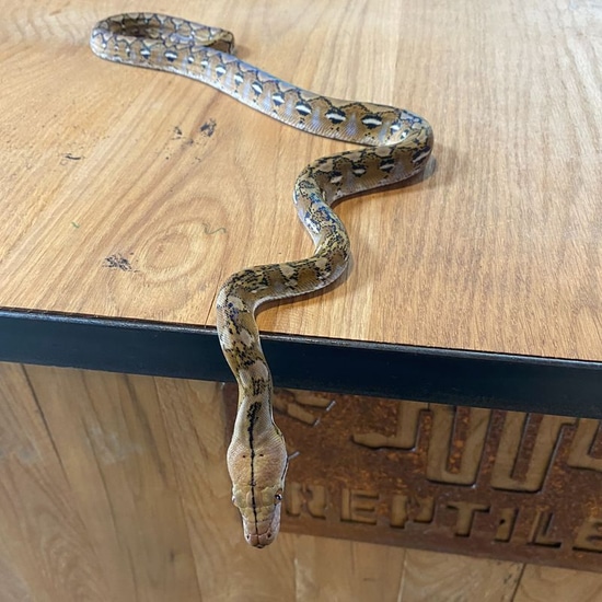 D Wild Type Het Purple Het Anery Reticulated Python by Reach Out ...