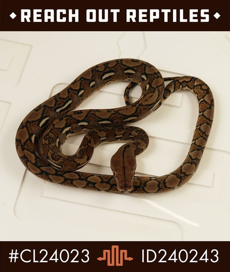 D Wild Type Het Purple Het Anery Reticulated Python by Reach Out ...