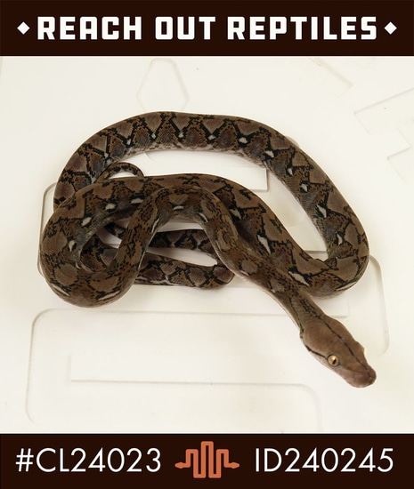 D Wild Type Het Purple Het Anery Reticulated Python by Reach Out ...