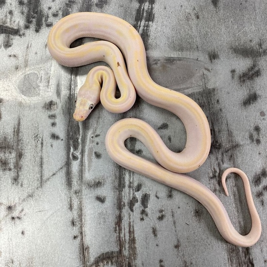 SD COW Reticulated Python by Reach Out Reptiles LLC