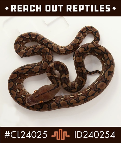 Sd Wild Type Hogs Reticulated Python by Reach Out Reptiles LLC