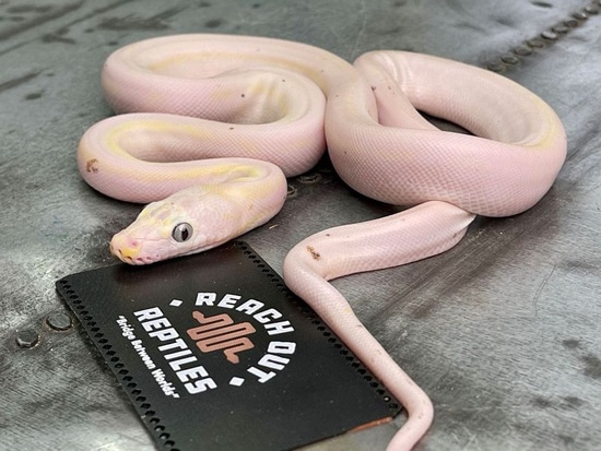 SD COW Reticulated Python by Reach Out Reptiles LLC