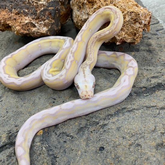 D Lavender Motley Snow Reticulated Python by Reach Out Reptiles LLC