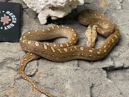 Sd Phantom 100% Het Anery Reticulated Python by Reach Out Reptiles LLC