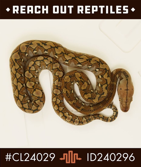 Sd Wild Type 100% Het Anery Reticulated Python by Reach Out Reptiles LLC