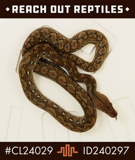 Sd Wild Type 100% Het Anery Reticulated Python by Reach Out Reptiles LLC