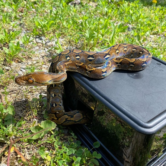 D Wild Type 100% Het Anery Reticulated Python by Reach Out Reptiles LLC