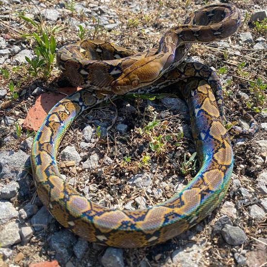 D Wild Type 100% Het Anery Reticulated Python by Reach Out Reptiles LLC