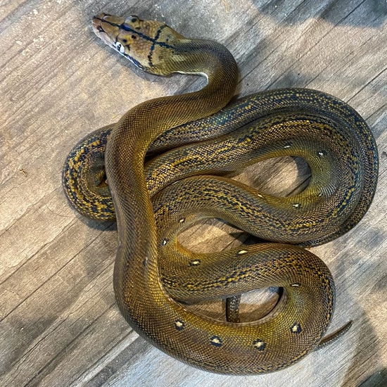 Sd Golden Child 100% Het Ogs Reticulated Python by Reach Out Reptiles LLC