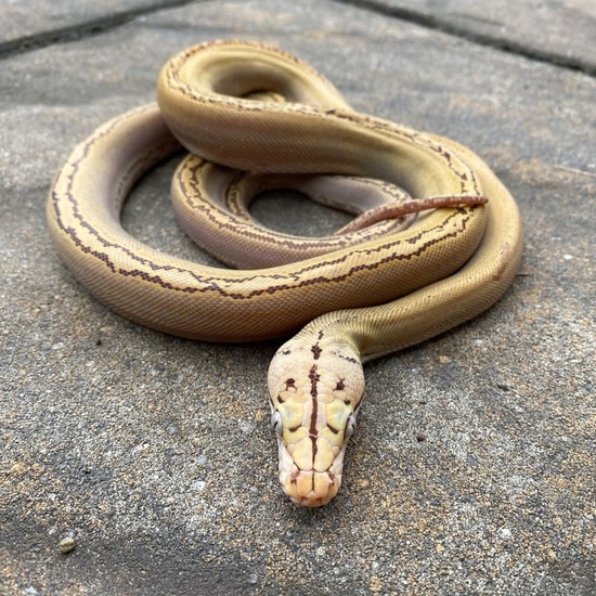 D Golden Child Orange Glow Snow Reticulated Python by Reach Out ...