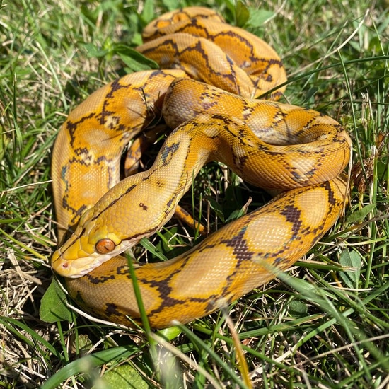 D Orange Glow 66% Het Anery Reticulated Python by Reach Out Reptiles LLC