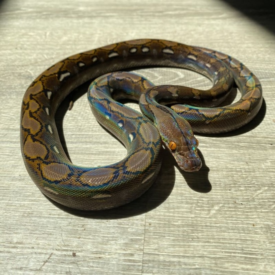 Sd Citron 100% Het Titanium Reticulated Python by Reach Out Reptiles LLC