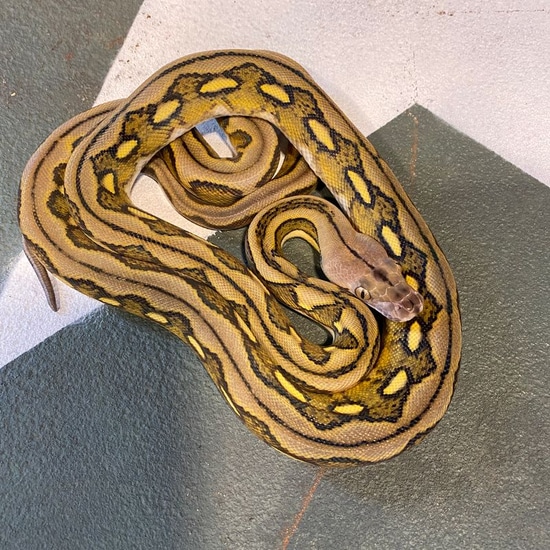 Sd Sun Tiger Reticulated Python by Reach Out Reptiles LLC